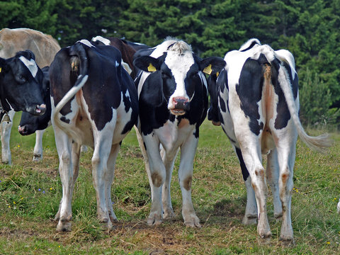 Dulzian Images – Browse 61 Stock Photos, Vectors, and Video | Adobe Stock