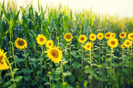 Monocropping Bilder – Durchsuchen 360 Archivfotos, Vektorgrafiken und ...