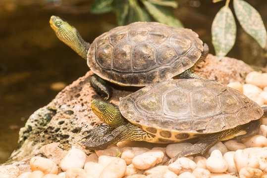 "Golden Thread Turtle" Images – Browse 89 Stock Photos, Vectors, and ...