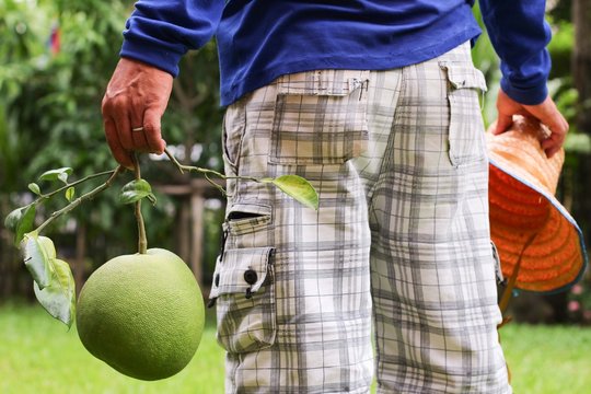 รูปภาพPomela – เลือกดูภาพถ่ายสต็อก เวกเตอร์ และวิดีโอ550 | Adobe Stock