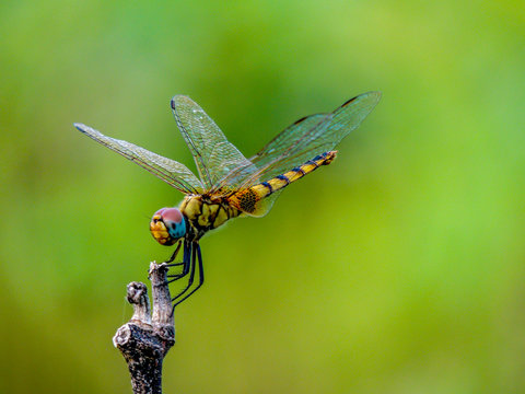 "Beautiful Dragonfly" Images – Browse 452 Stock Photos, Vectors, and ...
