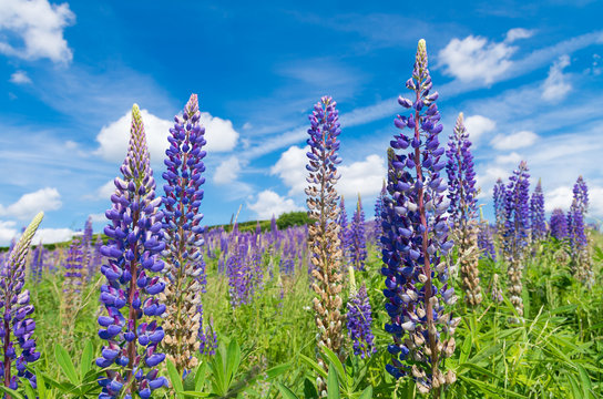 Imágenes de Lupine: descubre bancos de fotos, ilustraciones, vectores y ...