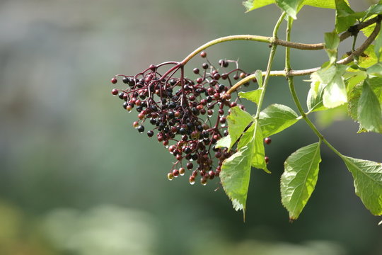 「Hollunder」の画像 - 497 件の Stock 写真、ベクターおよびビデオ | Adobe Stock