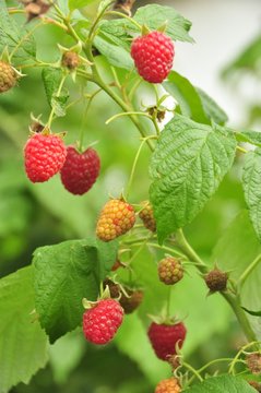 Maliny bilder – Bläddra bland 1,701 stockfoton, vektorer och videor ...