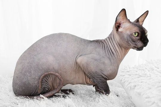 รูปภาพAtrichous – เลือกดูภาพถ่ายสต็อก เวกเตอร์ และวิดีโอ84 | Adobe Stock