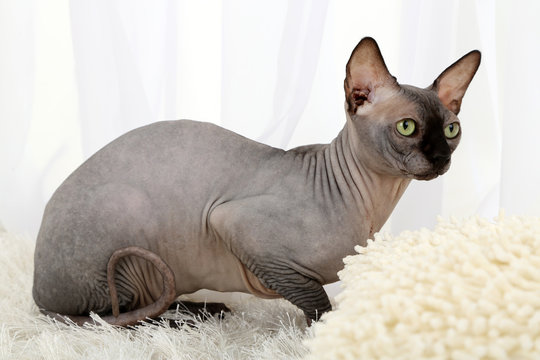 รูปภาพAtrichous – เลือกดูภาพถ่ายสต็อก เวกเตอร์ และวิดีโอ84 | Adobe Stock