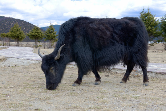 Yak Images – Browse 52,109 Stock Photos, Vectors, and Video | Adobe Stock