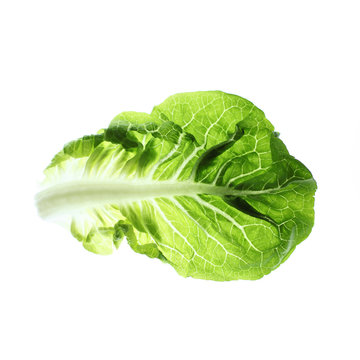 「Salatblatt」の写真素材 | 3,663件の無料イラスト画像 | Adobe Stock