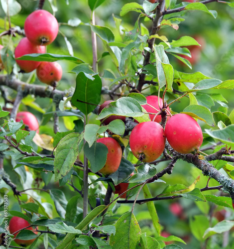 "Holzapfelbaum" Stock photo and royalty-free images on Fotolia.com ...