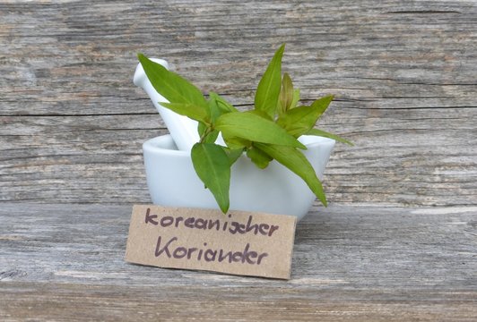 Koreander Images – Browse 89 Stock Photos, Vectors, and Video | Adobe Stock