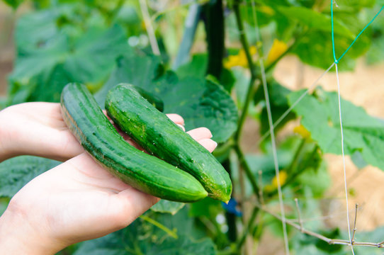 「キュウリ」の画像 - 1,111,396 件の Stock 写真、ベクターおよびビデオ | Adobe Stock