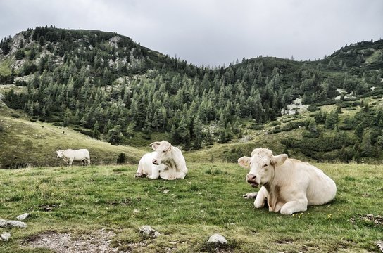 Mungere bilder – Bläddra bland 371 stockfoton, vektorer och videor ...
