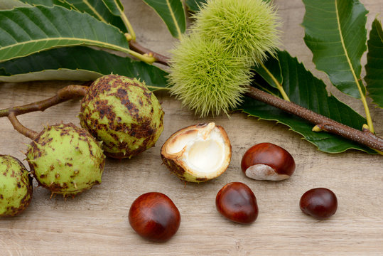 รูปภาพEdelkastanien – เลือกดูภาพถ่ายสต็อก เวกเตอร์ และวิดีโอ1,098 ...