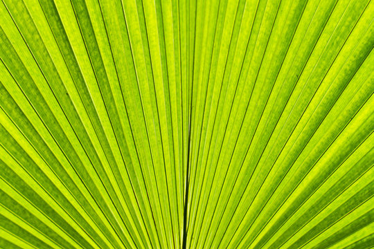 Chlorophyl Bilder – Durchsuchen 79,946 Archivfotos, Vektorgrafiken und ...