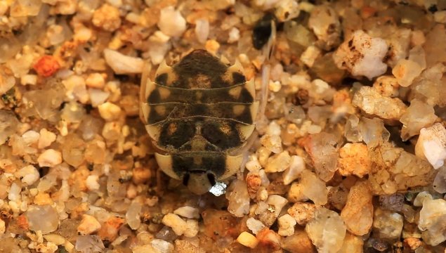 Nepomorpha Bilder – Durchsuchen 189 Archivfotos, Vektorgrafiken und ...