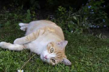 Fotos, lizenzfreie Bilder, Grafiken, Vektoren und Videos von "rote ...