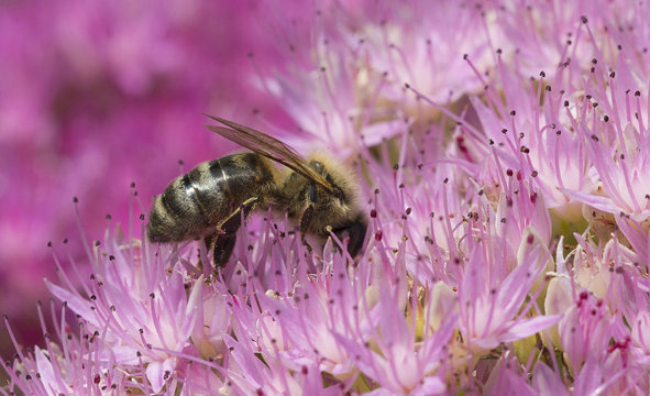 Pracowity Bilder – Durchsuchen 124 Archivfotos, Vektorgrafiken und Videos | Adobe Stock