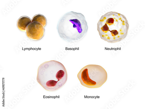 "White Blood Cells" Stock photo and royalty-free images on Fotolia.com ...
