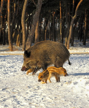 Warchlak Imagens – Procure 61 fotos, vetores e vídeos | Adobe Stock