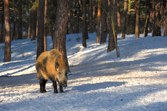รูปภาพWarchlak – เลือกดูภาพถ่ายสต็อก เวกเตอร์ และวิดีโอ97 | Adobe Stock