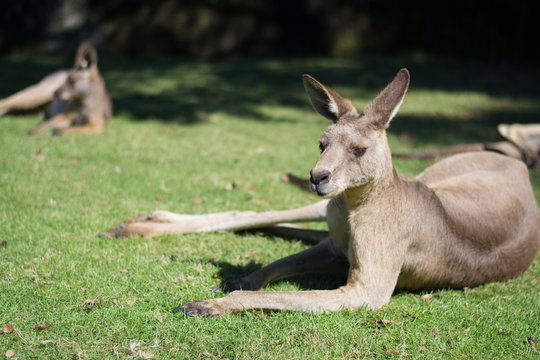 Imagens de Canguru – Explore Fotografias do Stock, Vetores e Vídeos de ...