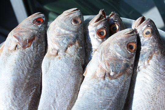 Fish-Heads 이미지 – 찾아보기 3,887 스톡 사진, 벡터 및 비디오 | Adobe Stock