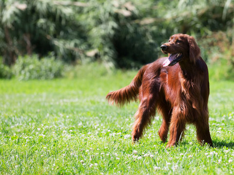 รูปภาพ"Irish Setter" – เลือกดูภาพถ่ายสต็อก เวกเตอร์ และวิดีโอ6,268 ...