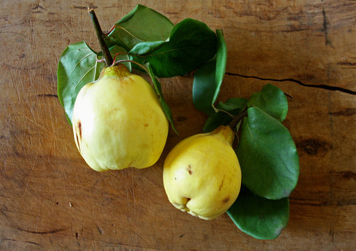 「Cotogna」の写真素材 | 92件の無料イラスト画像 | Adobe Stock