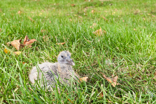 Babytaube Images – Browse 4 Stock Photos, Vectors, and Video | Adobe Stock