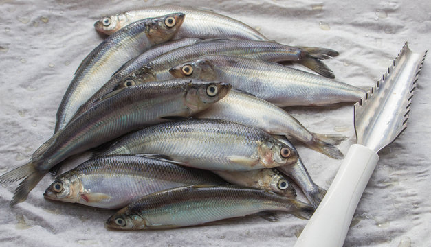 「Vendace」の画像 - 354 件の Stock 写真、ベクターおよびビデオ | Adobe Stock