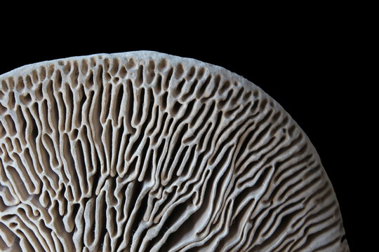 Hymenium Bilder – Durchsuchen 449 Archivfotos, Vektorgrafiken und ...