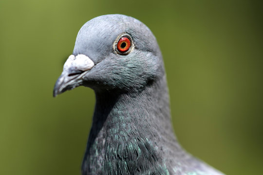 Zuchttauben Bilder – Durchsuchen 298 Archivfotos, Vektorgrafiken und ...