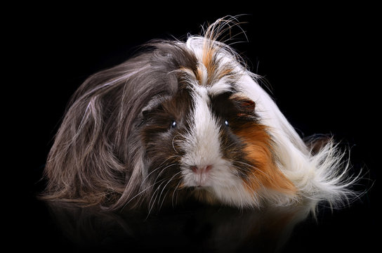 รูปภาพGuineapig – เลือกดูภาพถ่ายสต็อก เวกเตอร์ และวิดีโอ837 | Adobe Stock