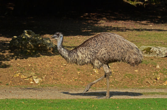 Emeu Images – Browse 22,512 Stock Photos, Vectors, and Video | Adobe Stock