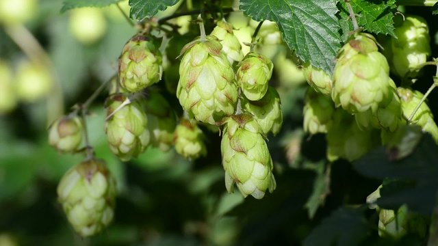 Hopfenzapfen bilder – Bläddra bland 112 stockfoton, vektorer och videor ...