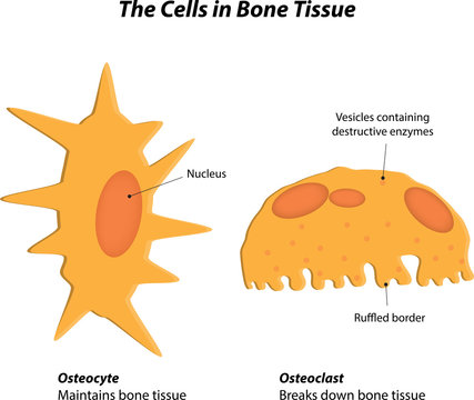 Human Bone Cells Diagram