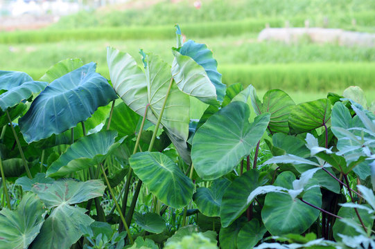 Ratalu 이미지 – 찾아보기 2,173 스톡 사진, 벡터 및 비디오 | Adobe Stock