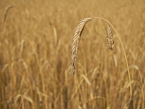 Weichweizen - Images et vidéos libres de droits | Adobe Stock