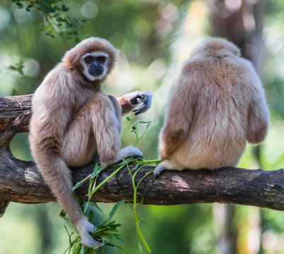 รูปภาพLar – เลือกดูภาพถ่ายสต็อก เวกเตอร์ และวิดีโอ4,942 | Adobe Stock