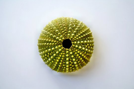 Seeigelskelett Bilder – Durchsuchen 259 Archivfotos, Vektorgrafiken und ...