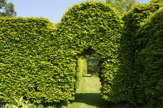 Hedge Arch Images – HD & 4K Photos Free to Download | PikWizard