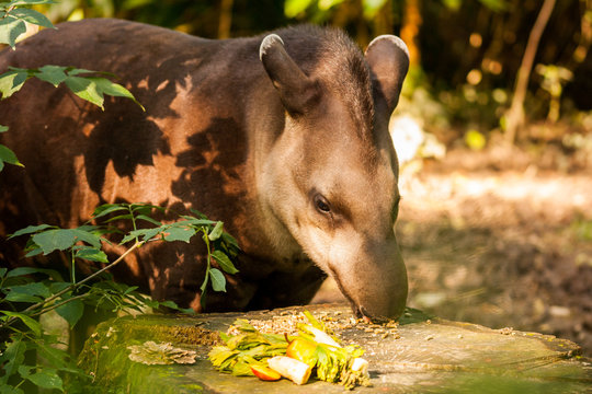 Tapiro Images – Browse 39 Stock Photos, Vectors, and Video | Adobe Stock