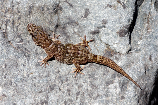 「Gecho」の写真素材 | 83件の無料イラスト画像 | Adobe Stock