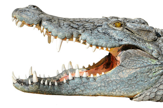 Crocodil Images – Browse 517 Stock Photos, Vectors, and Video | Adobe Stock