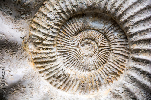 "Close up of a prehistoric snail fossil" Stock photo and royalty-free ...