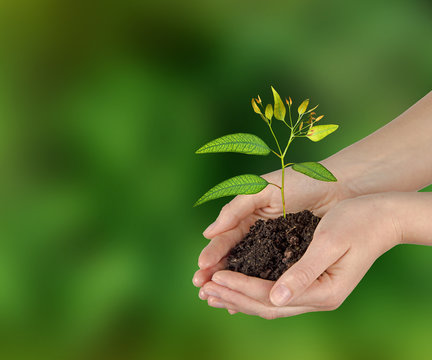 รูปภาพSapiling – เลือกดูภาพถ่ายสต็อก เวกเตอร์ และวิดีโอ198 | Adobe Stock