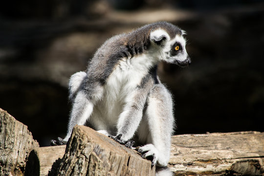 รูปภาพLemure – เลือกดูภาพถ่ายสต็อก เวกเตอร์ และวิดีโอ950 | Adobe Stock