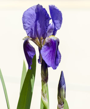 「Giaggiolo」の写真素材 | 154件の無料イラスト画像 | Adobe Stock