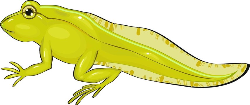 「Pollywog」の画像 - 753 件の Stock 写真、ベクターおよびビデオ | Adobe Stock