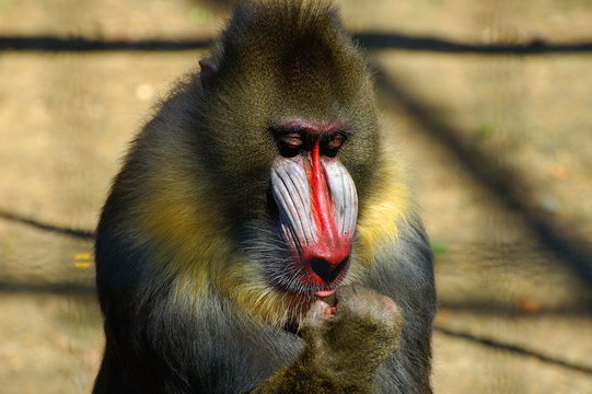 Pawian Bilder – Durchsuchen 249 Archivfotos, Vektorgrafiken und Videos ...